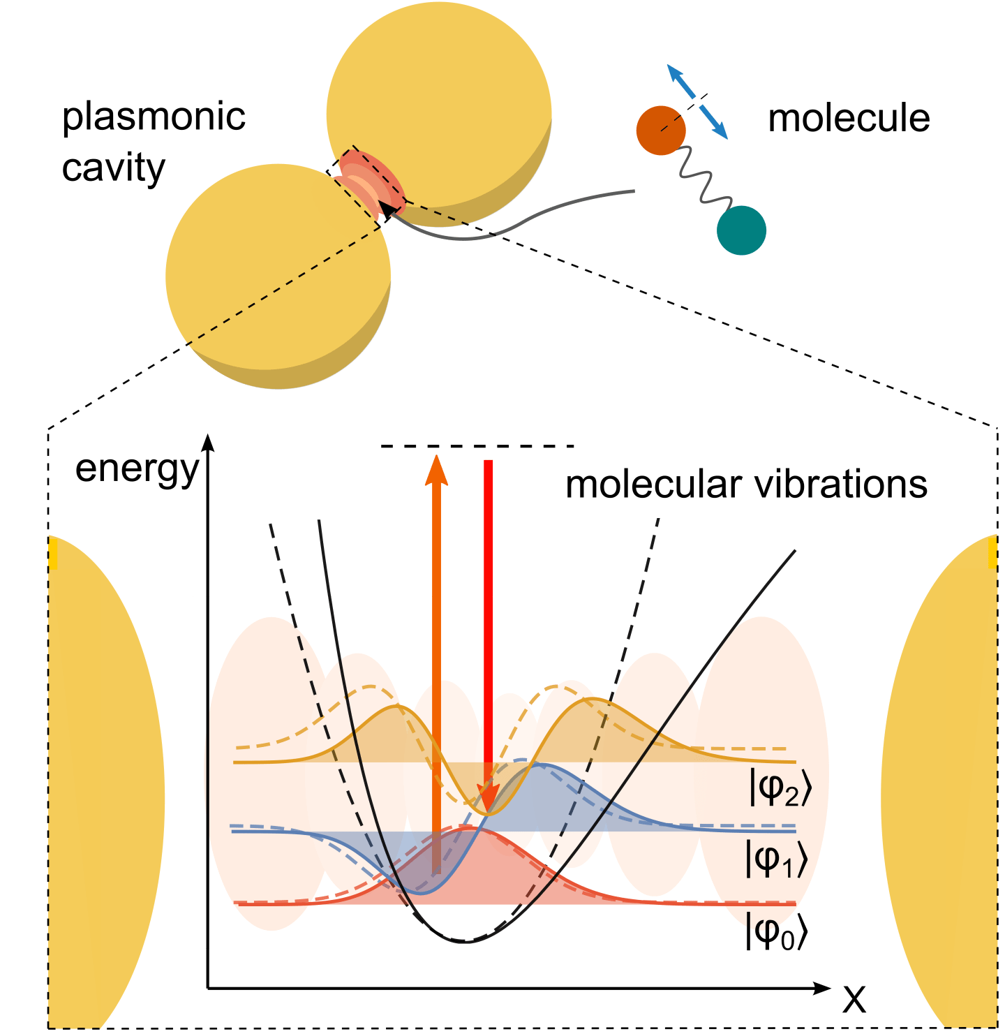 Work on anharmonic molecular optomechanics published in the New Journal ...